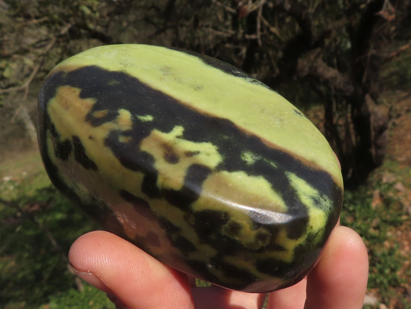 Polished Leopard Stone / Serpentine Free Forms x 5 From Zimbabwe ...