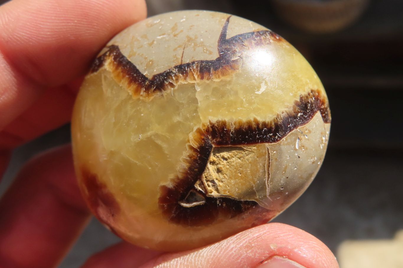 Polished Septerye Galet / Palm Stones x 12 From Mahajanga, Madagascar ...