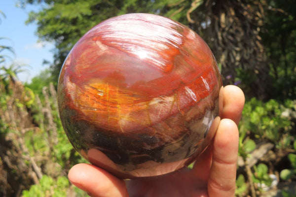 Polished Podocarpus Petrified Wood Sphere x 1 From Mahajanga ...