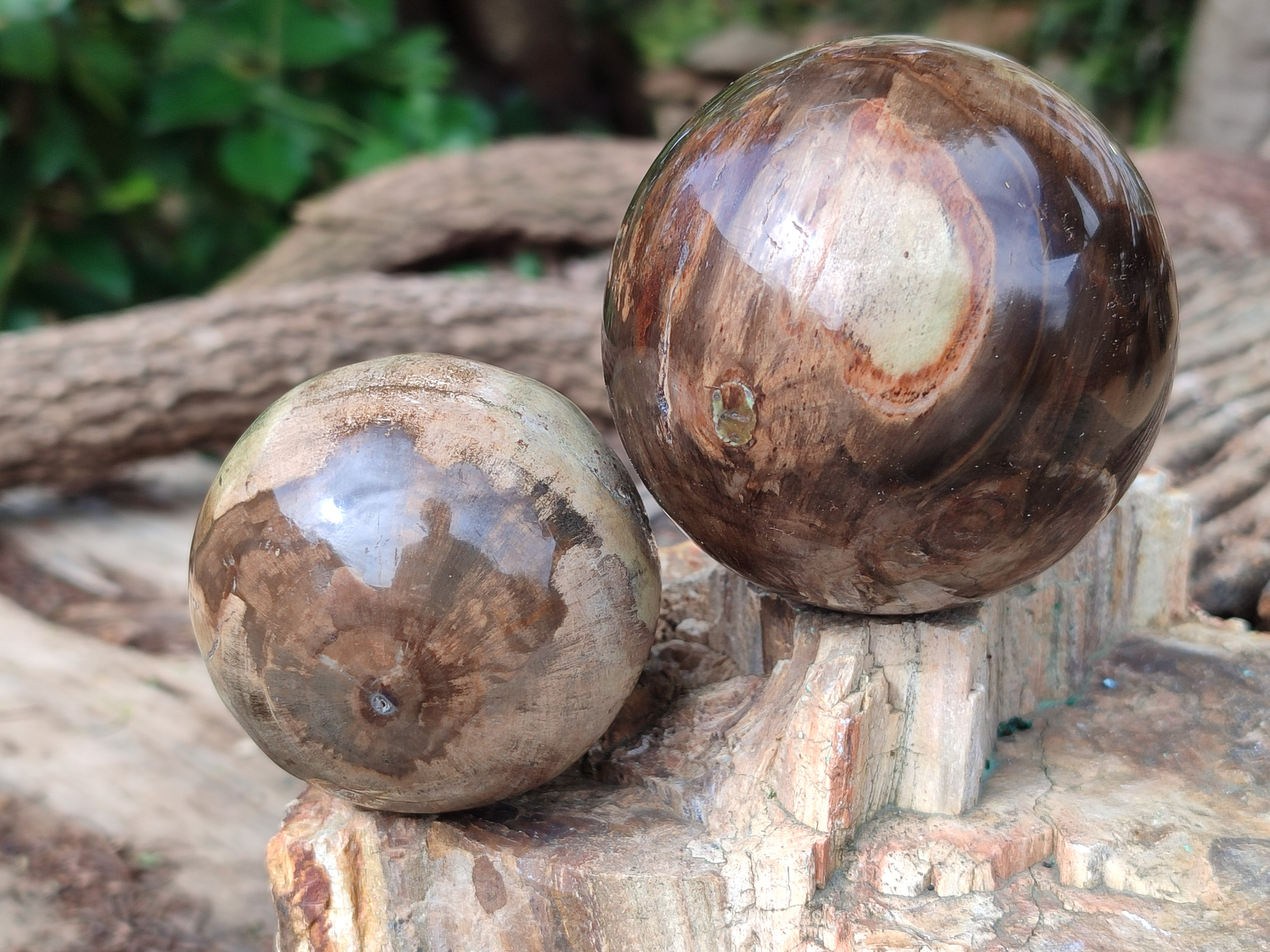 Polished Podocarpus Petrified Wood Spheres x 3 From Mahajanga, Madagas ...