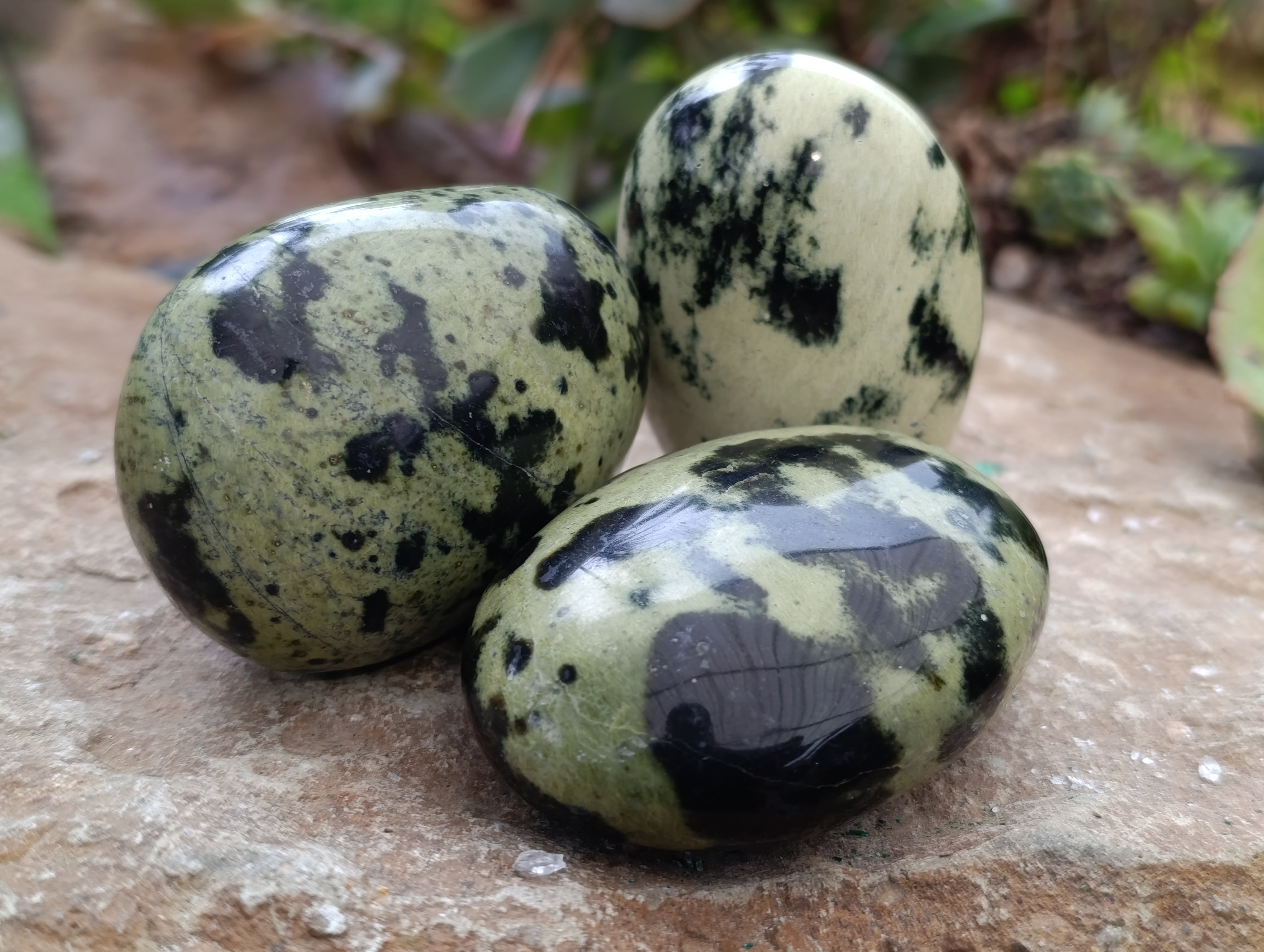 Polished Leopard Stone Palm Stones x 12 From Nyanga, Zimbabwe
