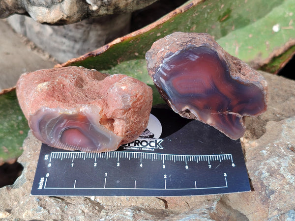 Polished On One Side Red Sashe River Agate Nodules x 12 From Zimbabwe ...
