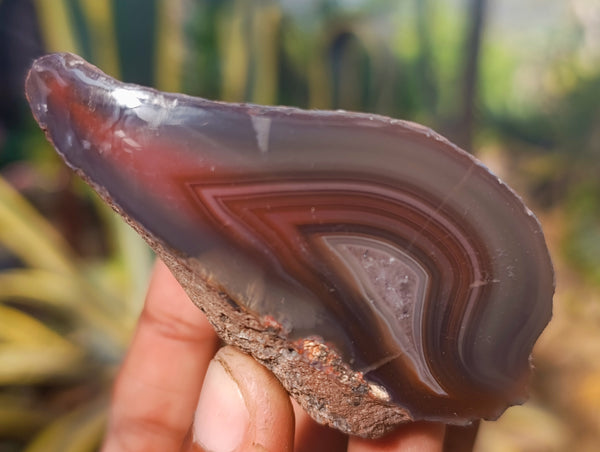 Polished On One Side Red Sashe River Agate Nodules x 12 From Zimbabwe ...