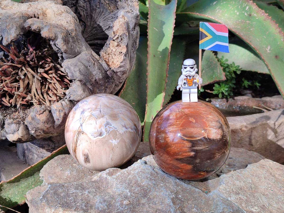 Polished Podocarpus Petrified Wood Spheres x 2 From Mahajanga, Madagas