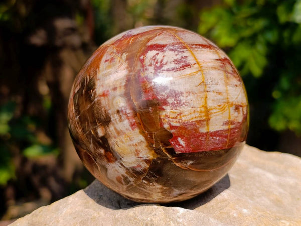 Polished Podocarpus Petrified Spheres x 2 From Mahajanga, Madagascar ...
