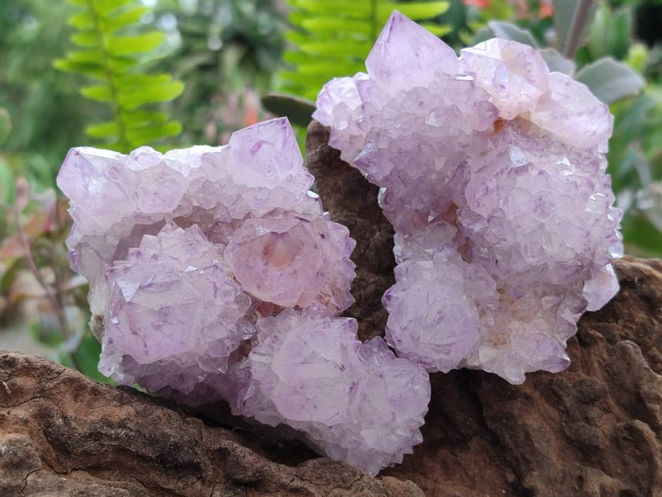 Natural Cactus Flower Sunburst Spirit Amethyst Clusters x 6 From Boeke