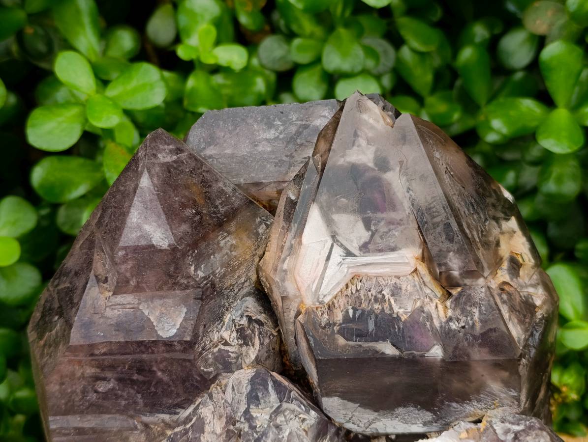 Natural Giant Smokey Amethyst Window Quartz Crystal x 1 From Brandberg ...