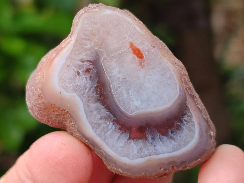 Polished On One Side Red Shashe River Agate Nodules x 35 From Shashe R ...