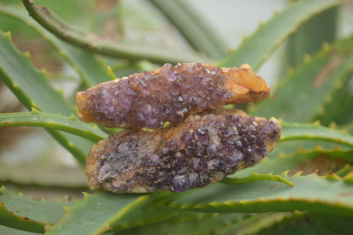 Natural Small Dark "Amethystos" Amethyst Clusters x 35 From ...