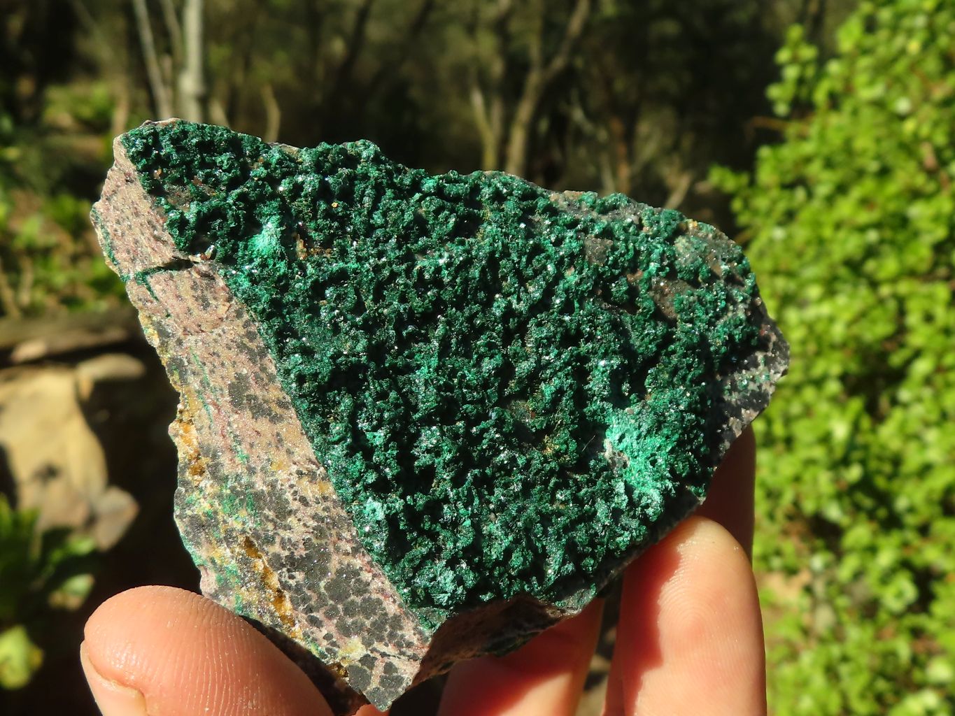 Natural Micro Botryoidal Crystalline Malachite Specimens x 6 From Cong ...