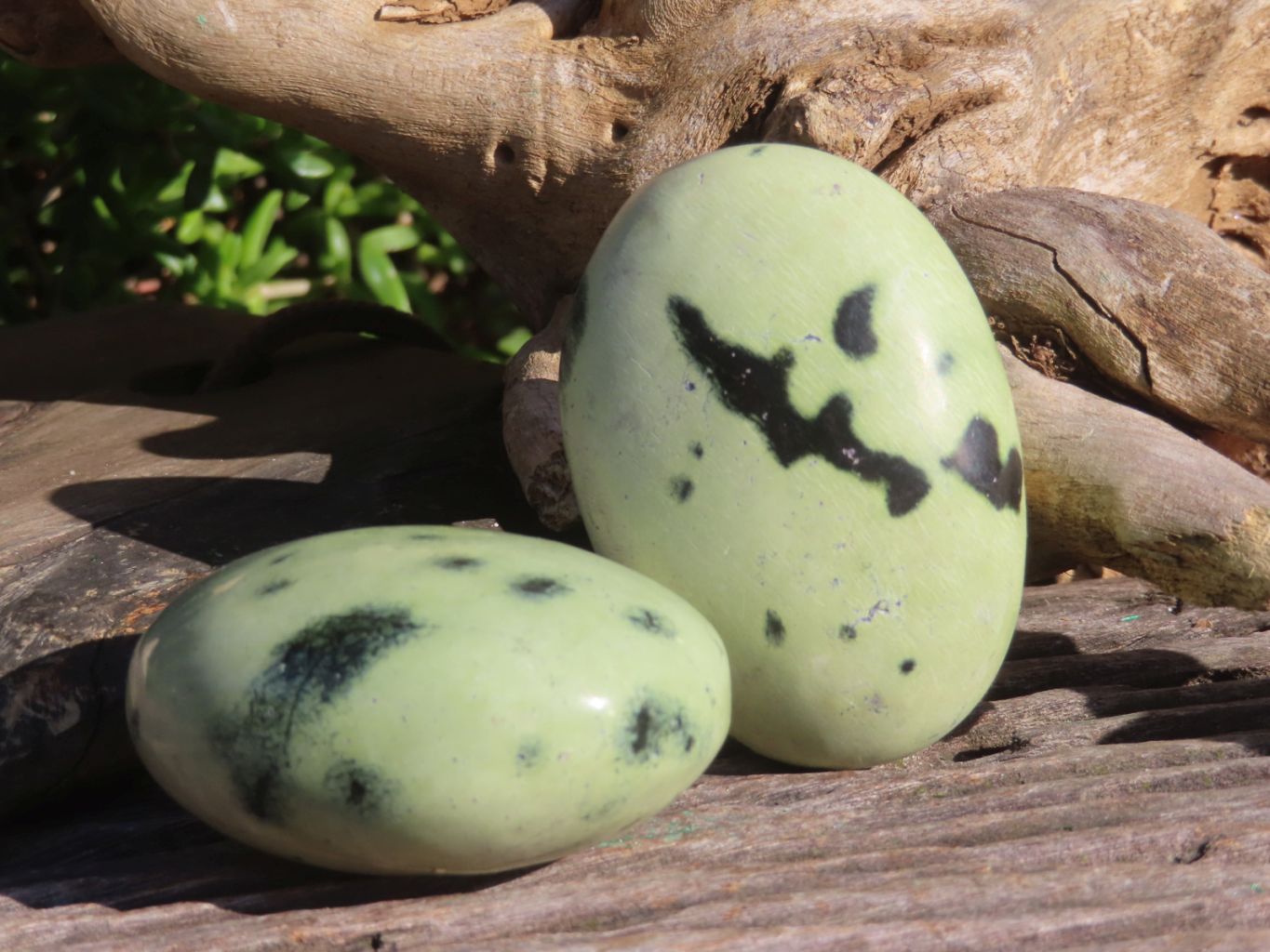 Polished Leopard Stone Galets x 12 From Zimbabwe – Toprock Gemstones ...