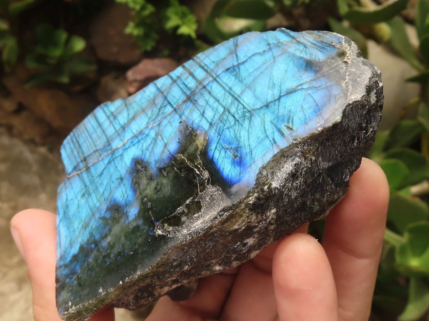 Polished One Side Polished Labradorite Slices x 6 From Tulear, Madagas ...